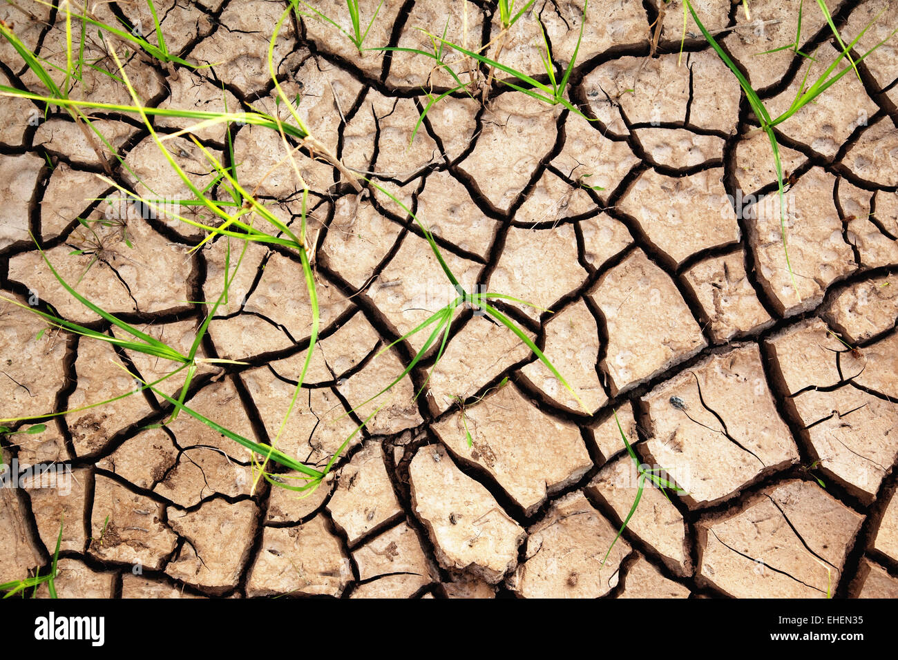 Damage from plants hi-res stock photography and images - Alamy