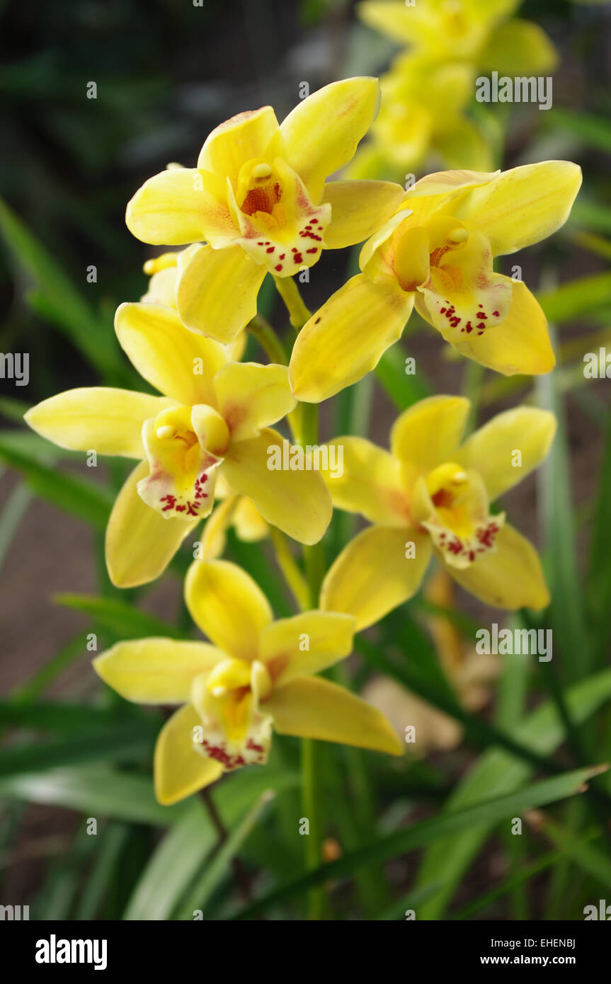 yellow cymbidium sw. orchid flower Stock Photo - Alamy