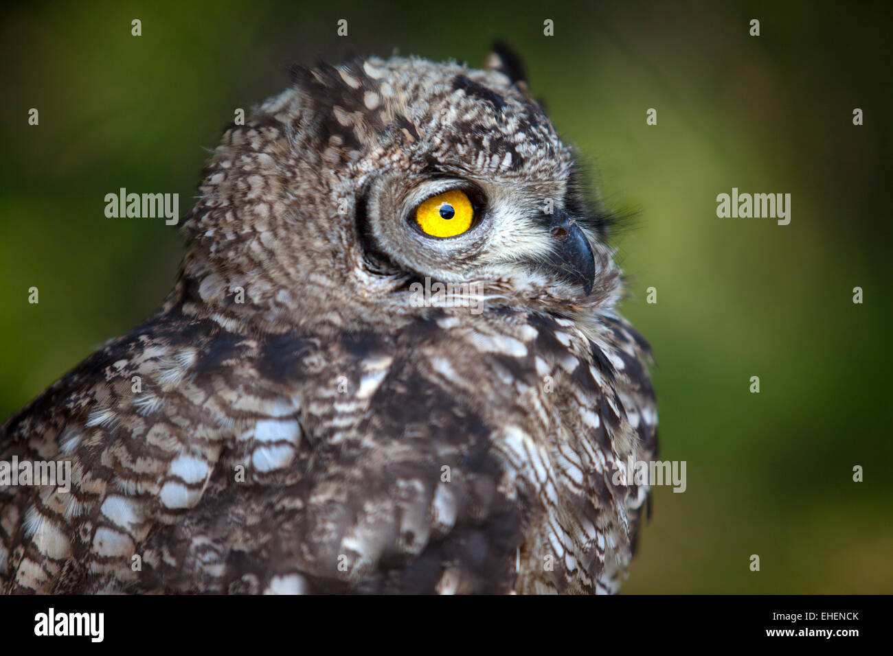 Fea symbol hi-res stock photography and images - Alamy