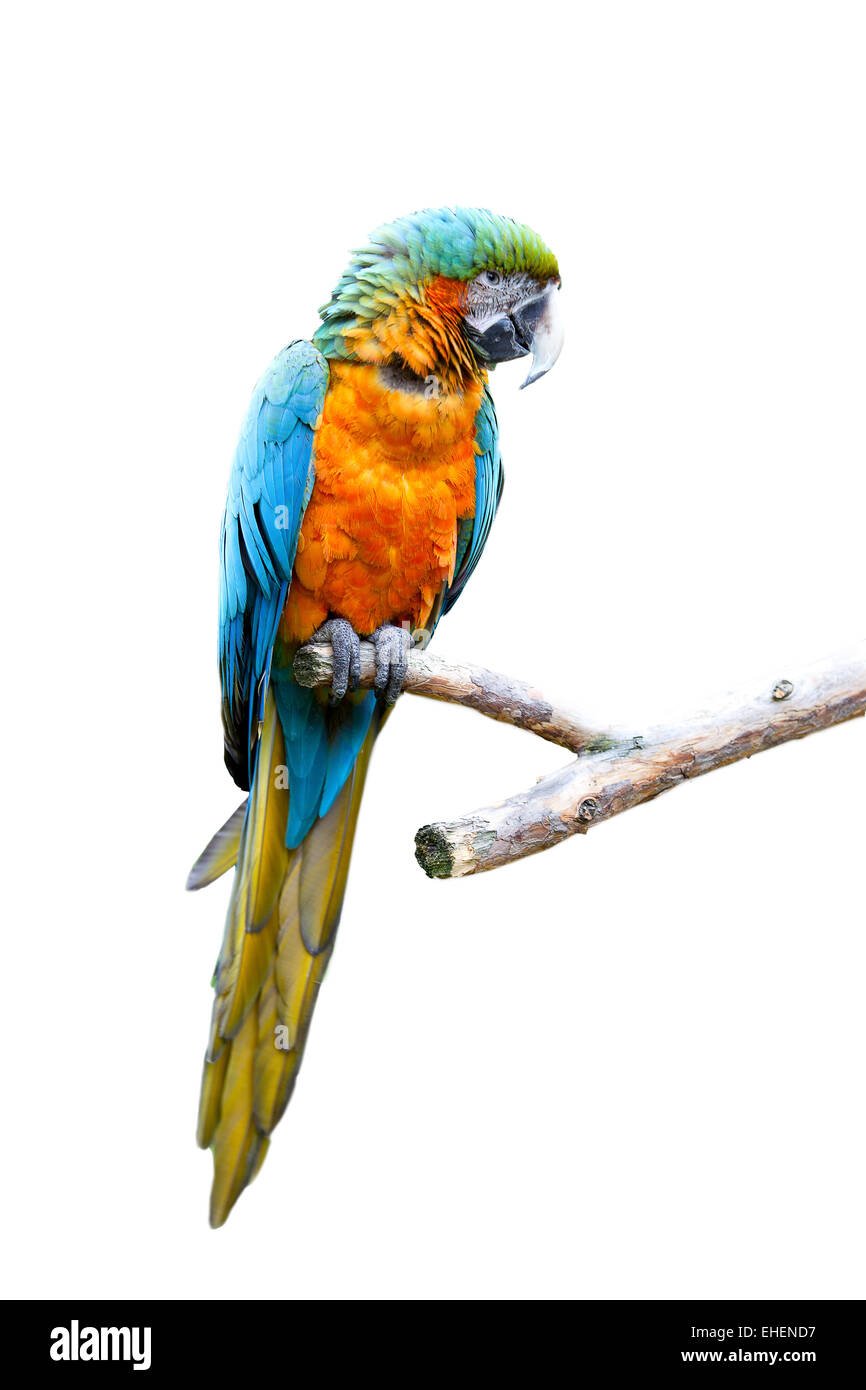 Yellow and blue nature Cut Out Stock Images & Pictures - Alamy