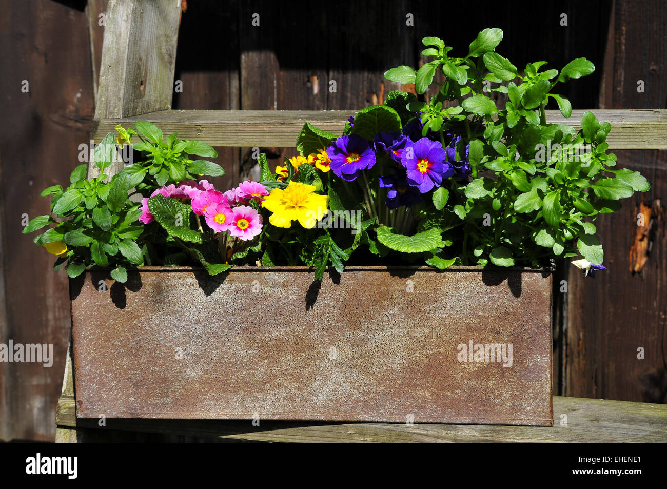 Spring flower pots Stock Photo - Alamy