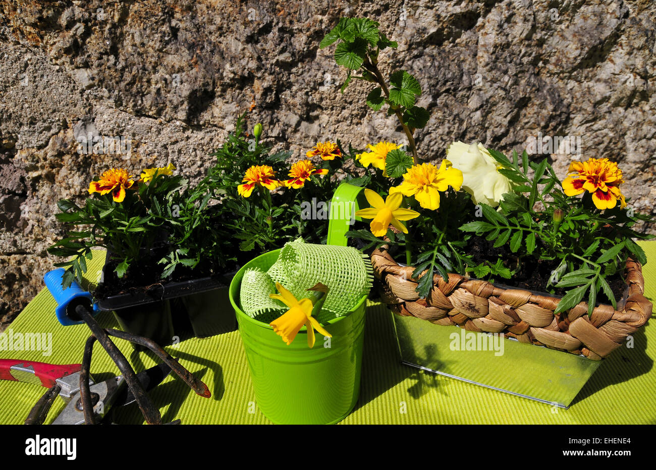Spring vegetable garden decoration Stock Photo - Alamy