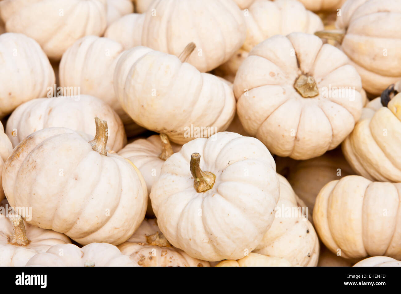 Squash Baby Boo Stock Photo - Alamy