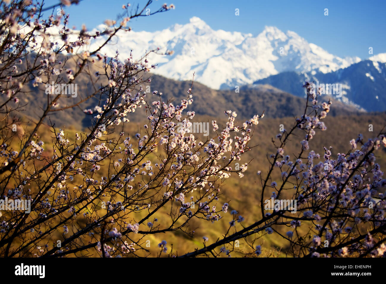 Apricot wild hi-res stock photography and images - Alamy