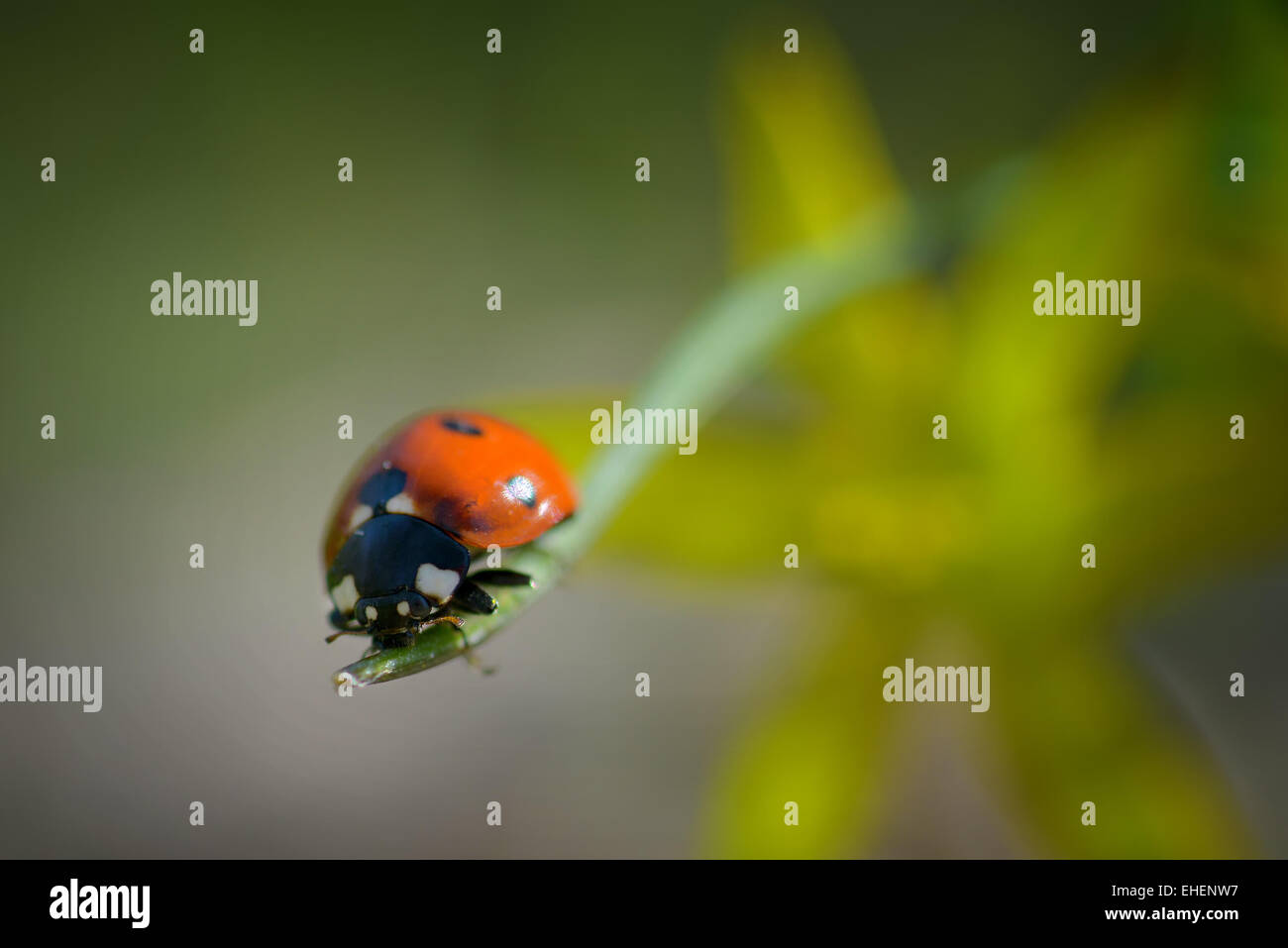 Red ladybug resting on a hot spring day Stock Photo - Alamy