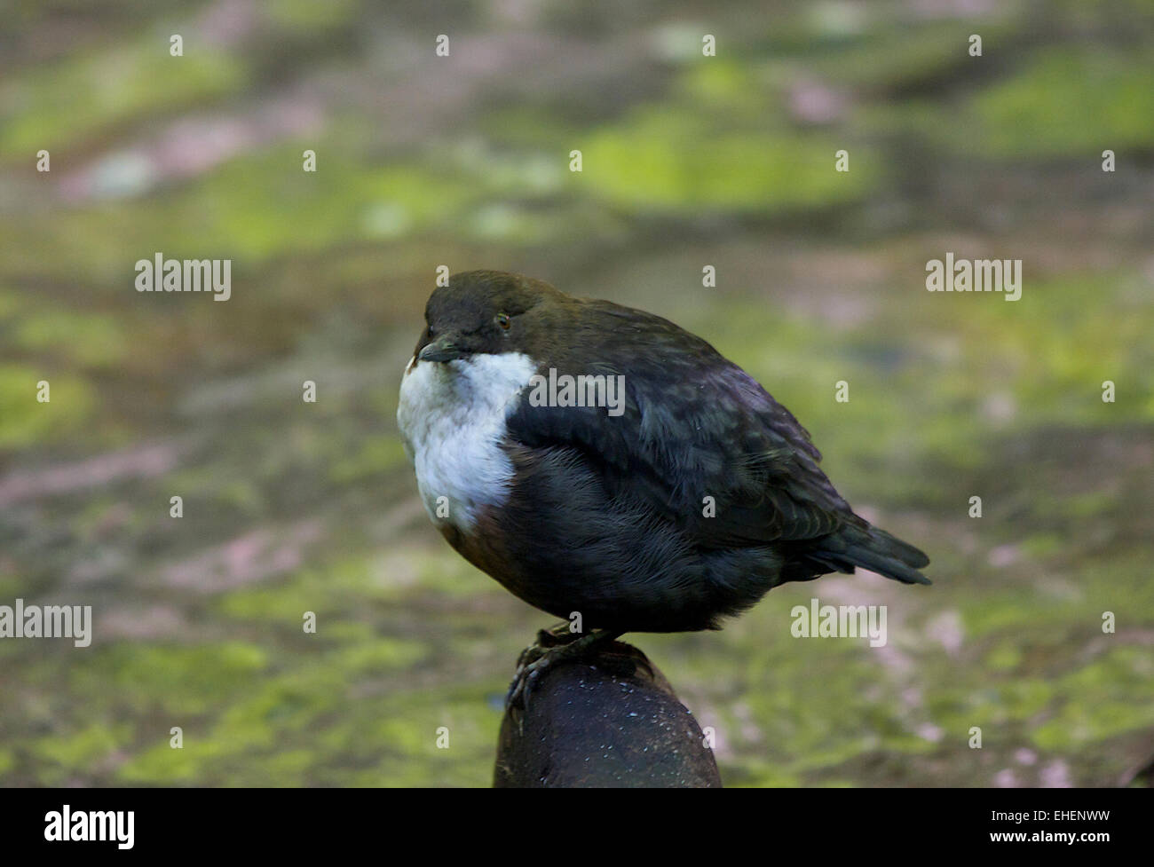 A dipper perches above a stream Stock Photo - Alamy