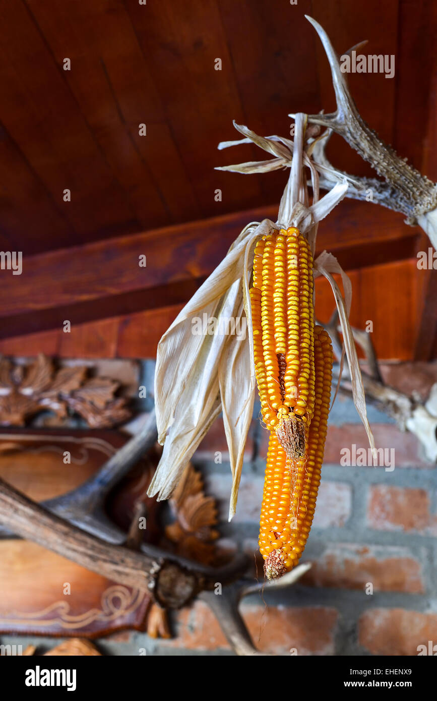 Corn left hanging to dry Stock Photo - Alamy