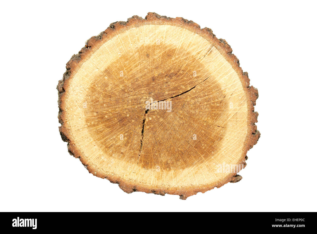 Wooden stump isolated on white Stock Photo - Alamy