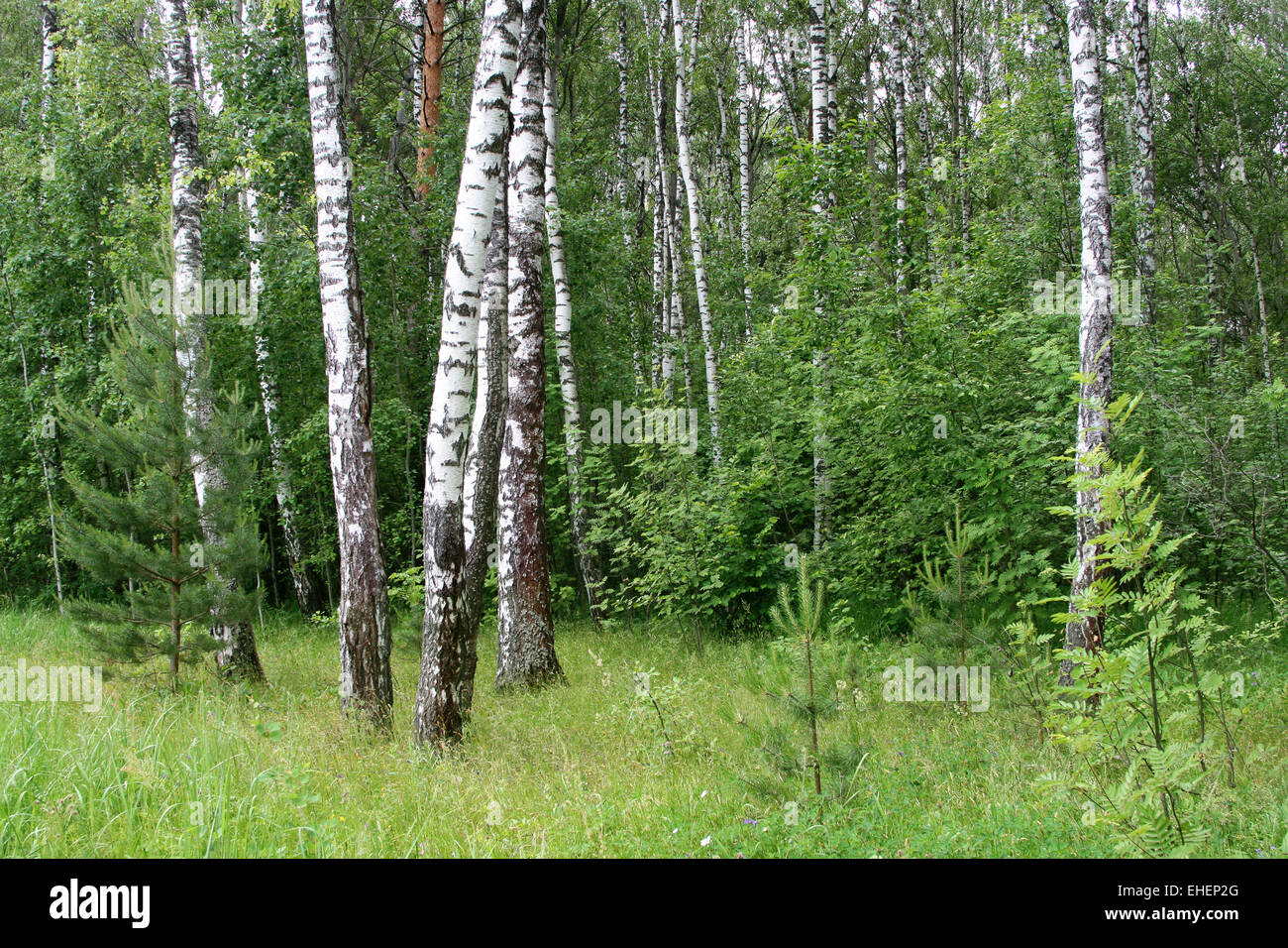 birch trees in a forest Stock Photo - Alamy