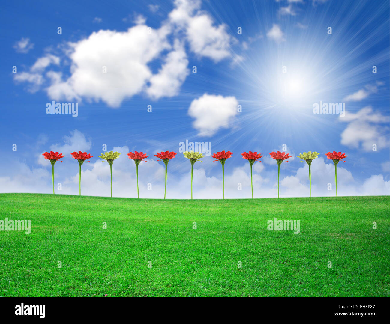 Flowers on green field Stock Photo - Alamy