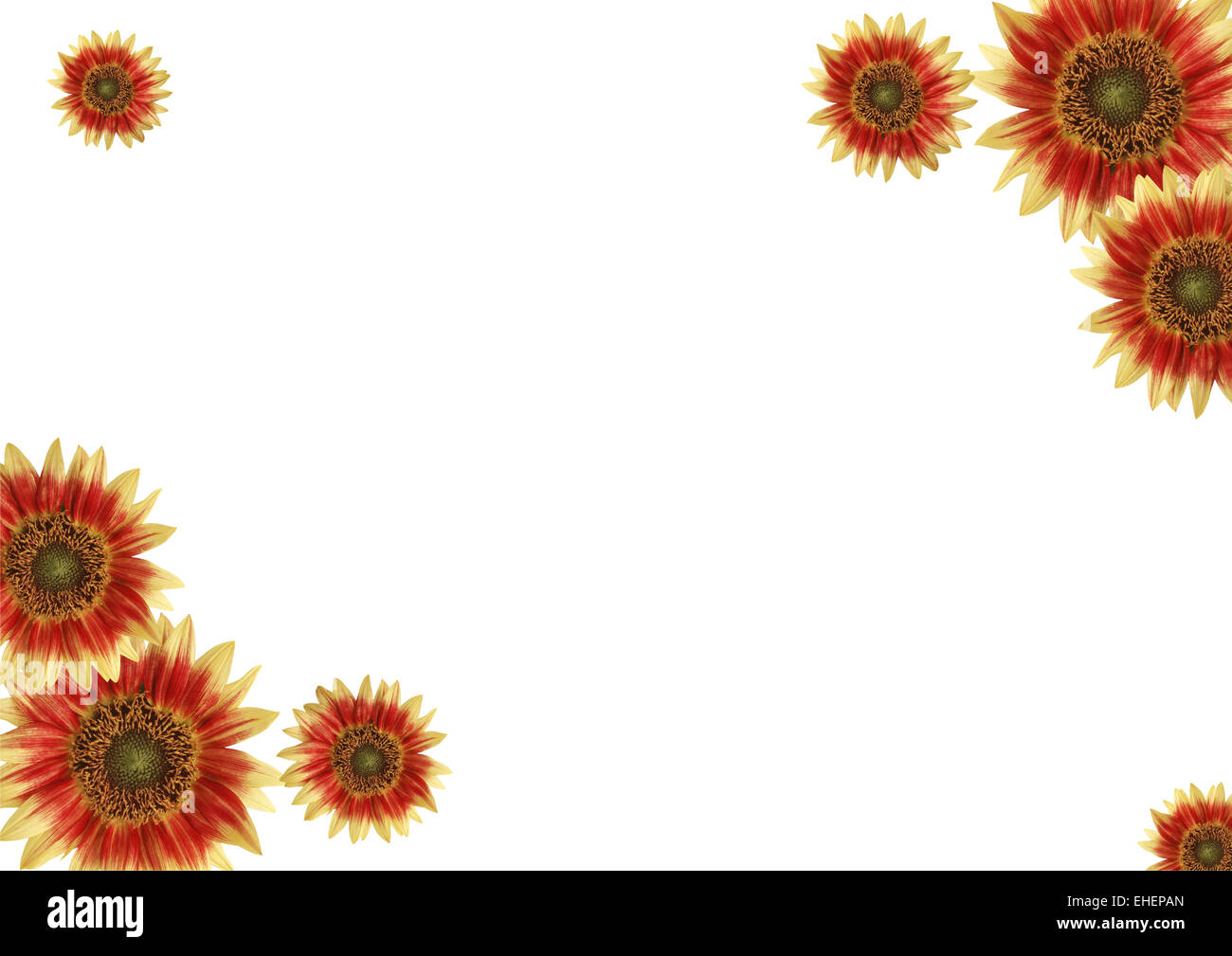 Border flowers hi-res stock photography and images - Alamy