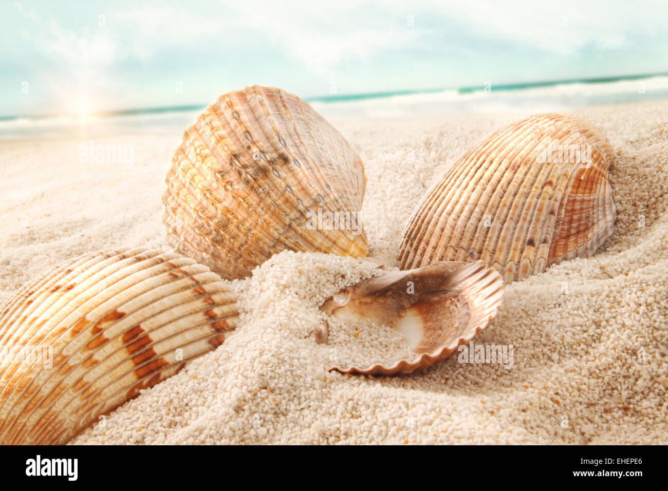 Seashells in the sand at the beach Stock Photo - Alamy