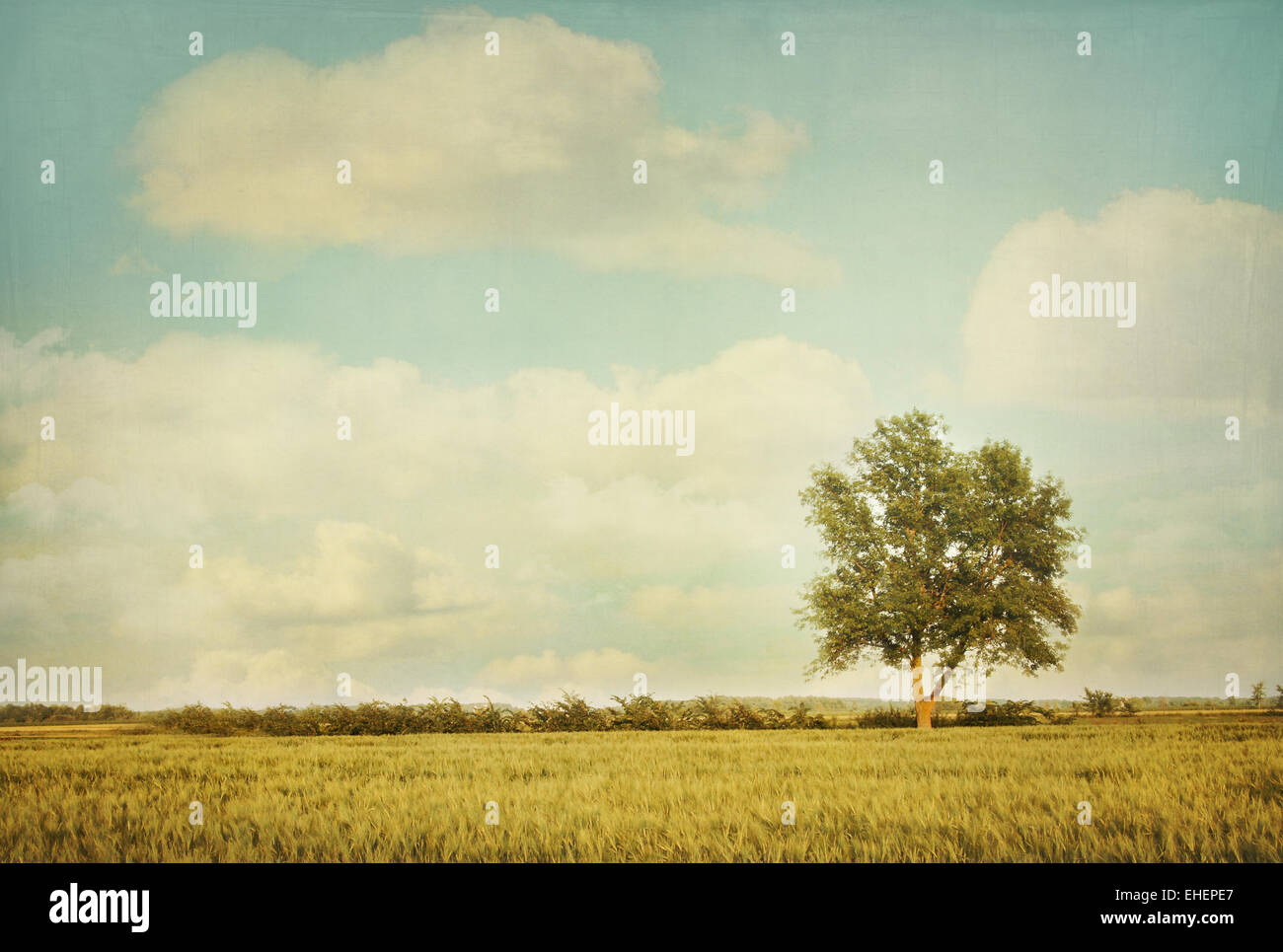 Lonely tree in meadow with a vintage look Stock Photo - Alamy