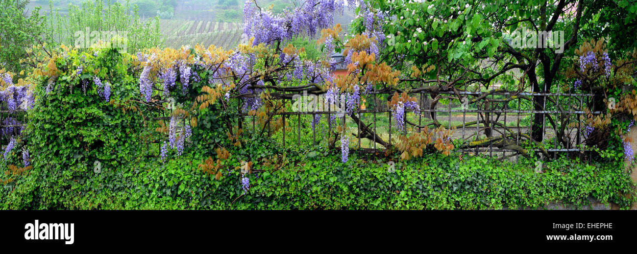 Overgrown fence hi-res stock photography and images - Alamy