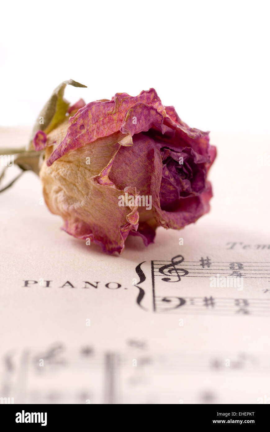 Rose music notes romantic hi-res stock photography and images - Alamy