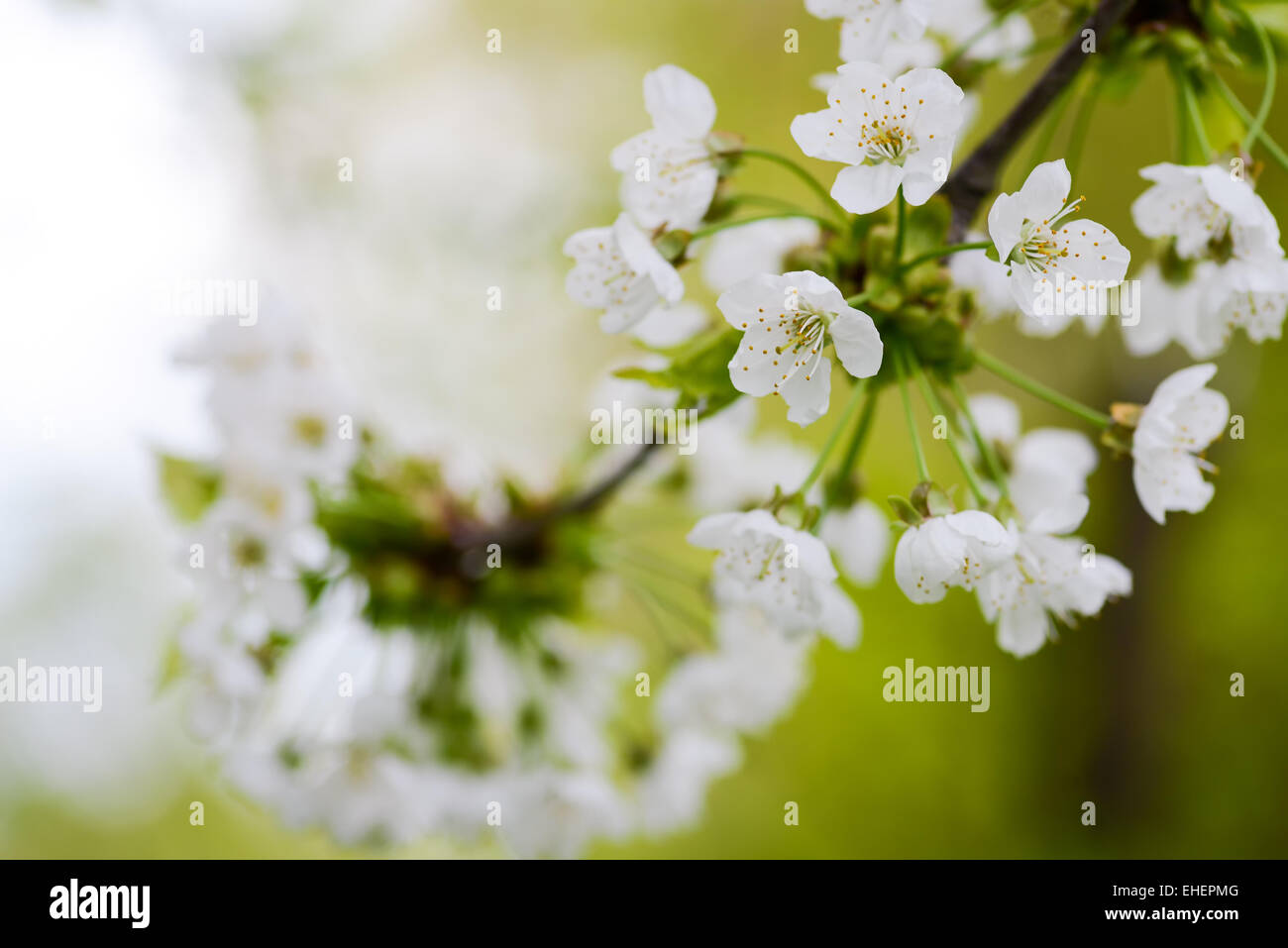 Beautiful spring day in cherry hi-res stock photography and images - Alamy