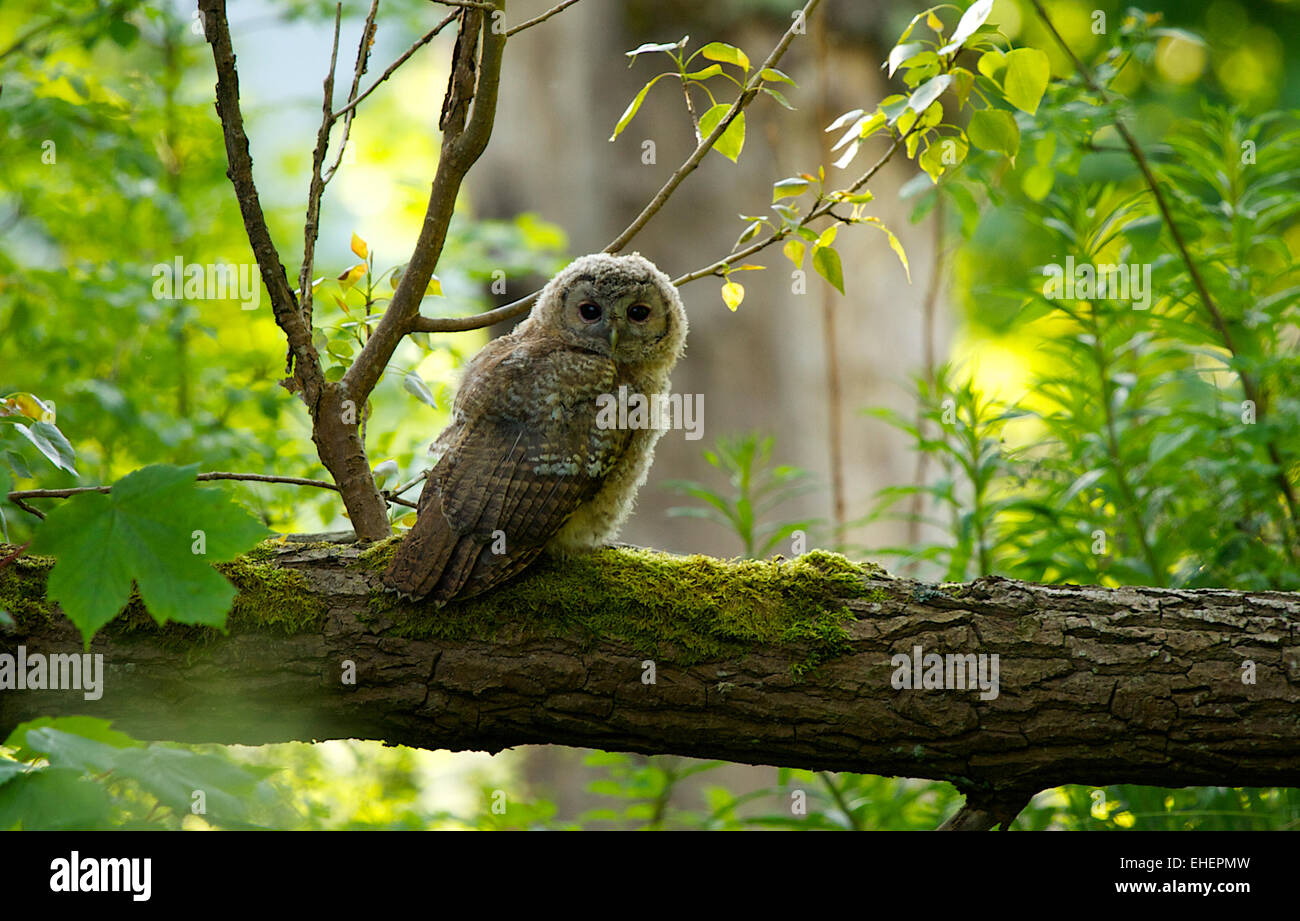 Juvenile tawny owl hi-res stock photography and images - Alamy