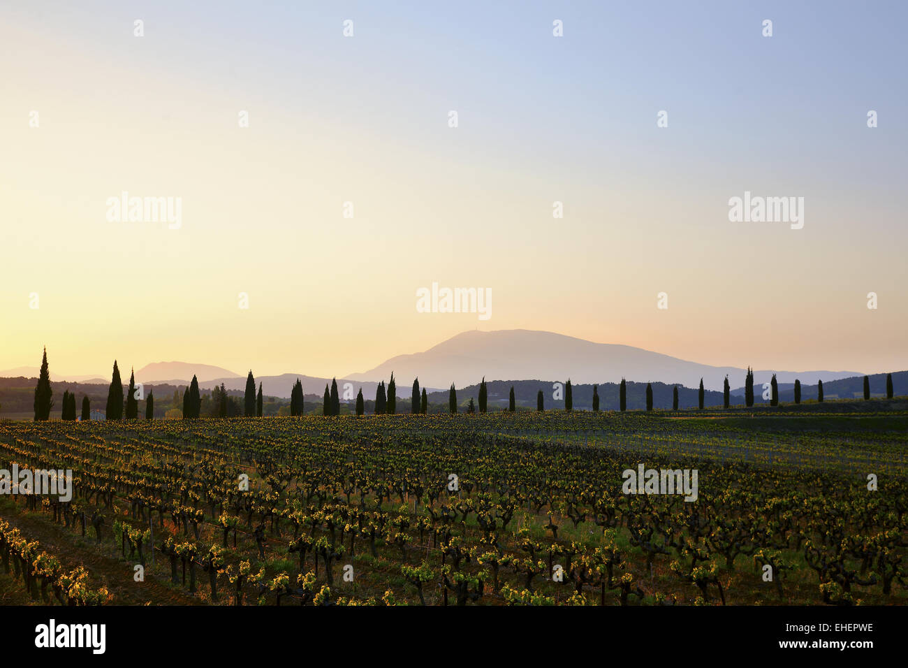vineyards and Mont Ventoux at dawn, Provence Stock Photo - Alamy