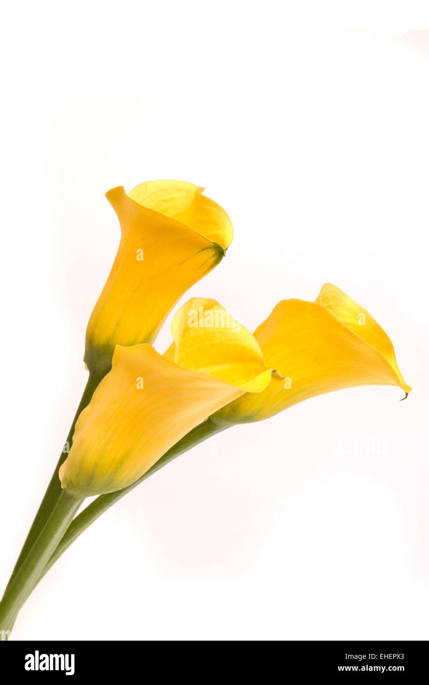 Yellow callas on a white Stock Photo - Alamy