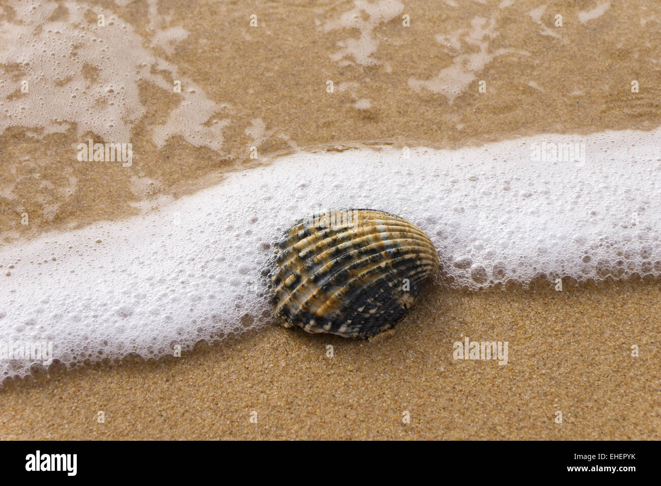 Shell on the beach Stock Photo - Alamy