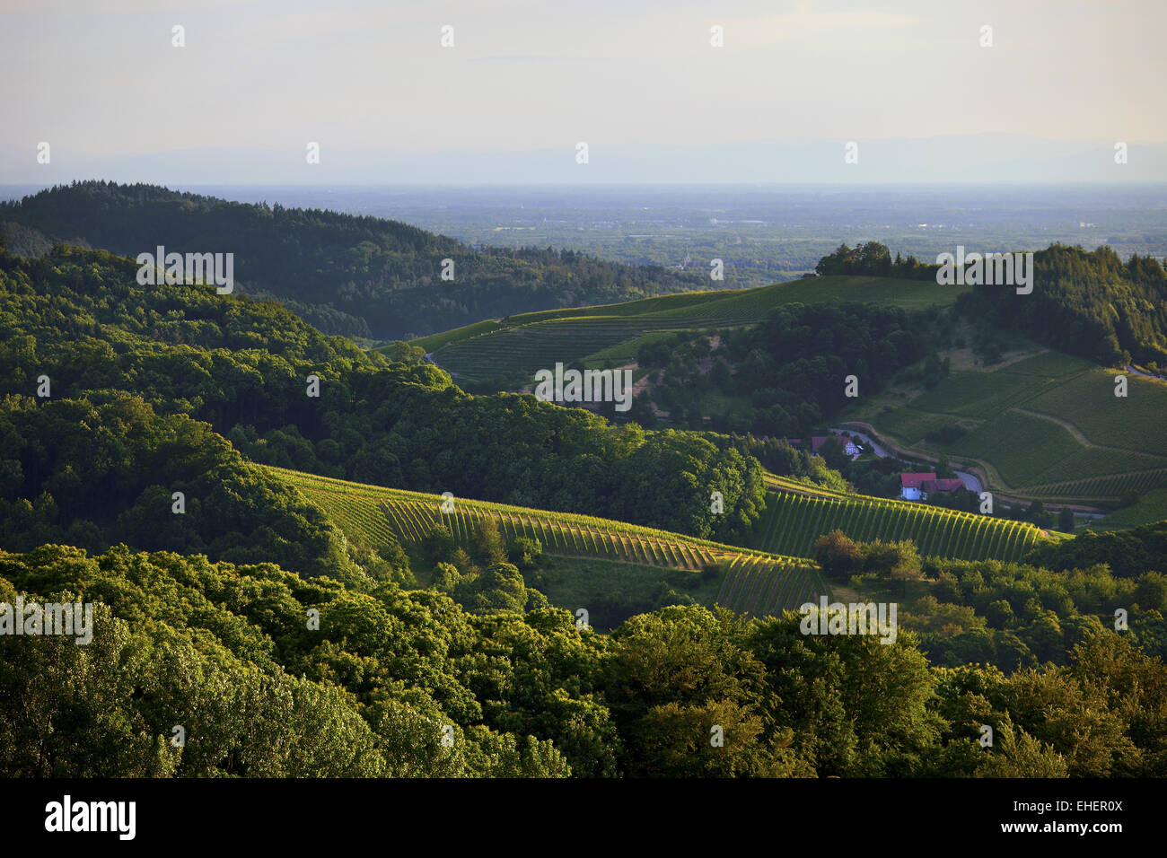 wine country Baden, Sasbachwalden, Germany Stock Photo - Alamy
