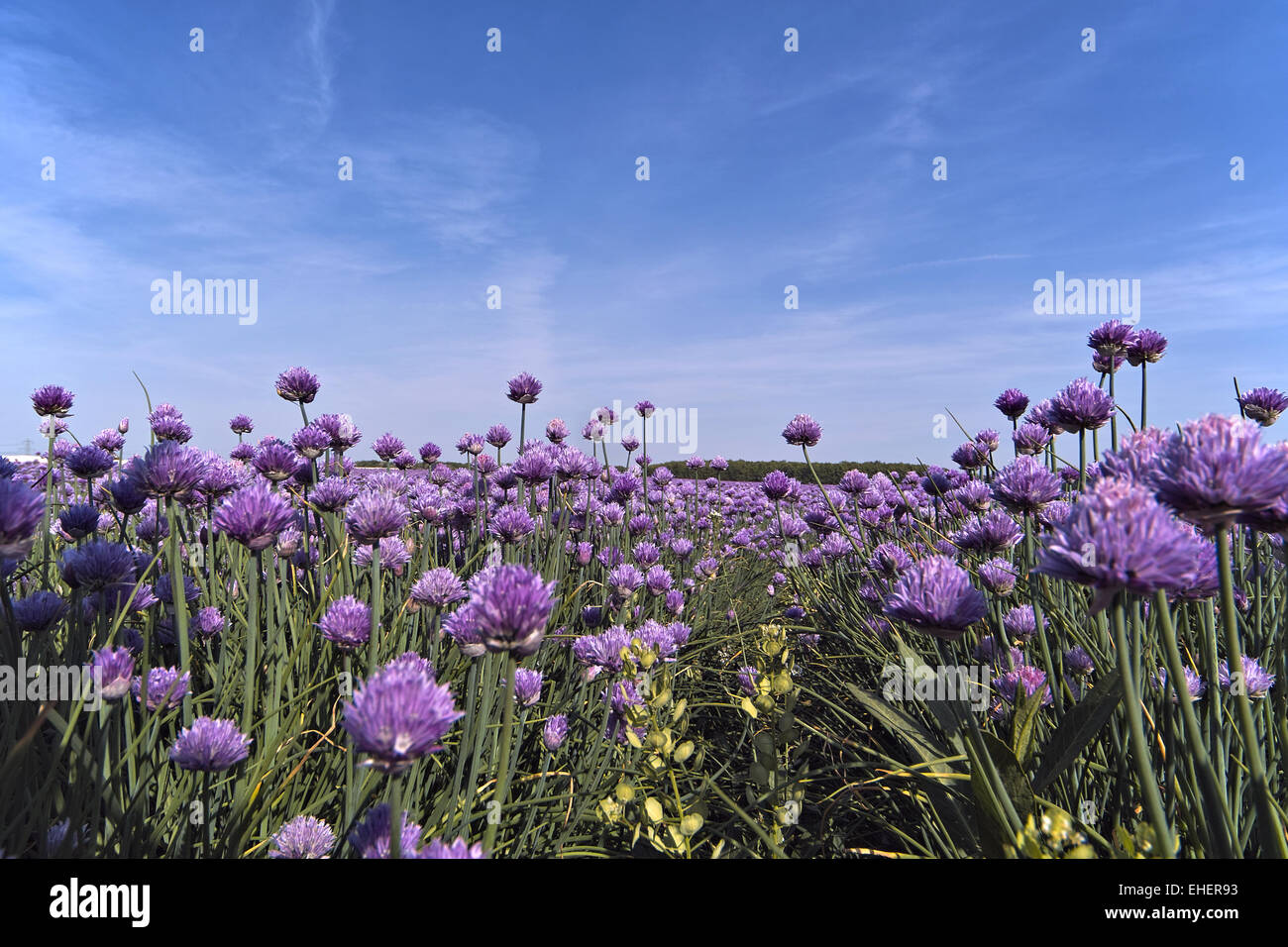 Field chives hi-res stock photography and images - Alamy