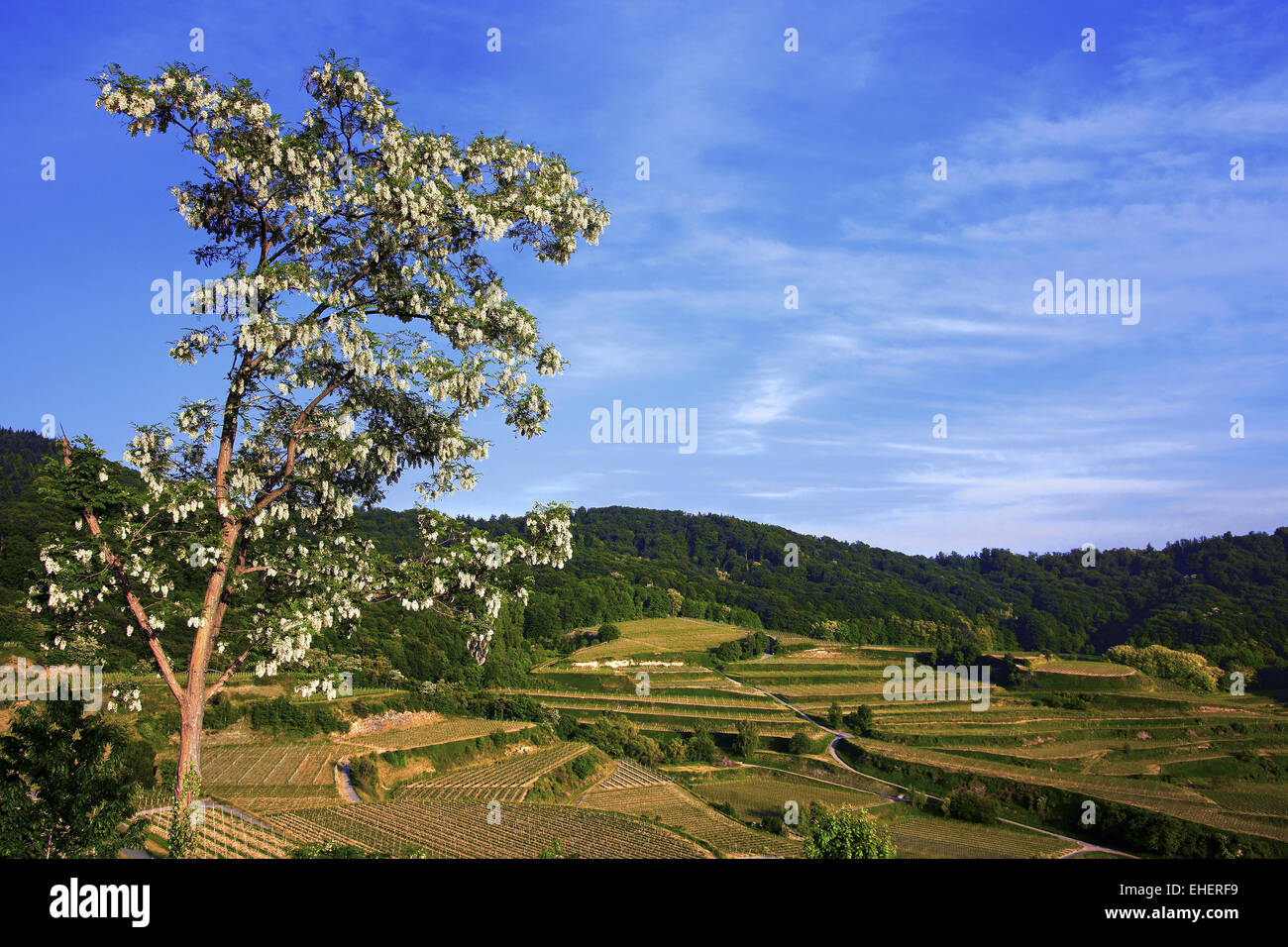 acaia tree above the vineyard, Germany Stock Photo - Alamy