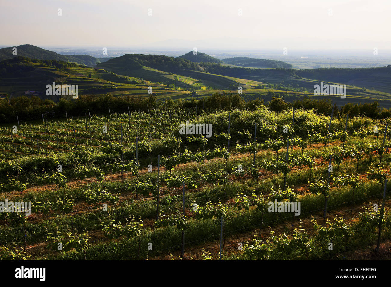 terraced vineyards, Kaiserstuhl, Germany Stock Photo - Alamy
