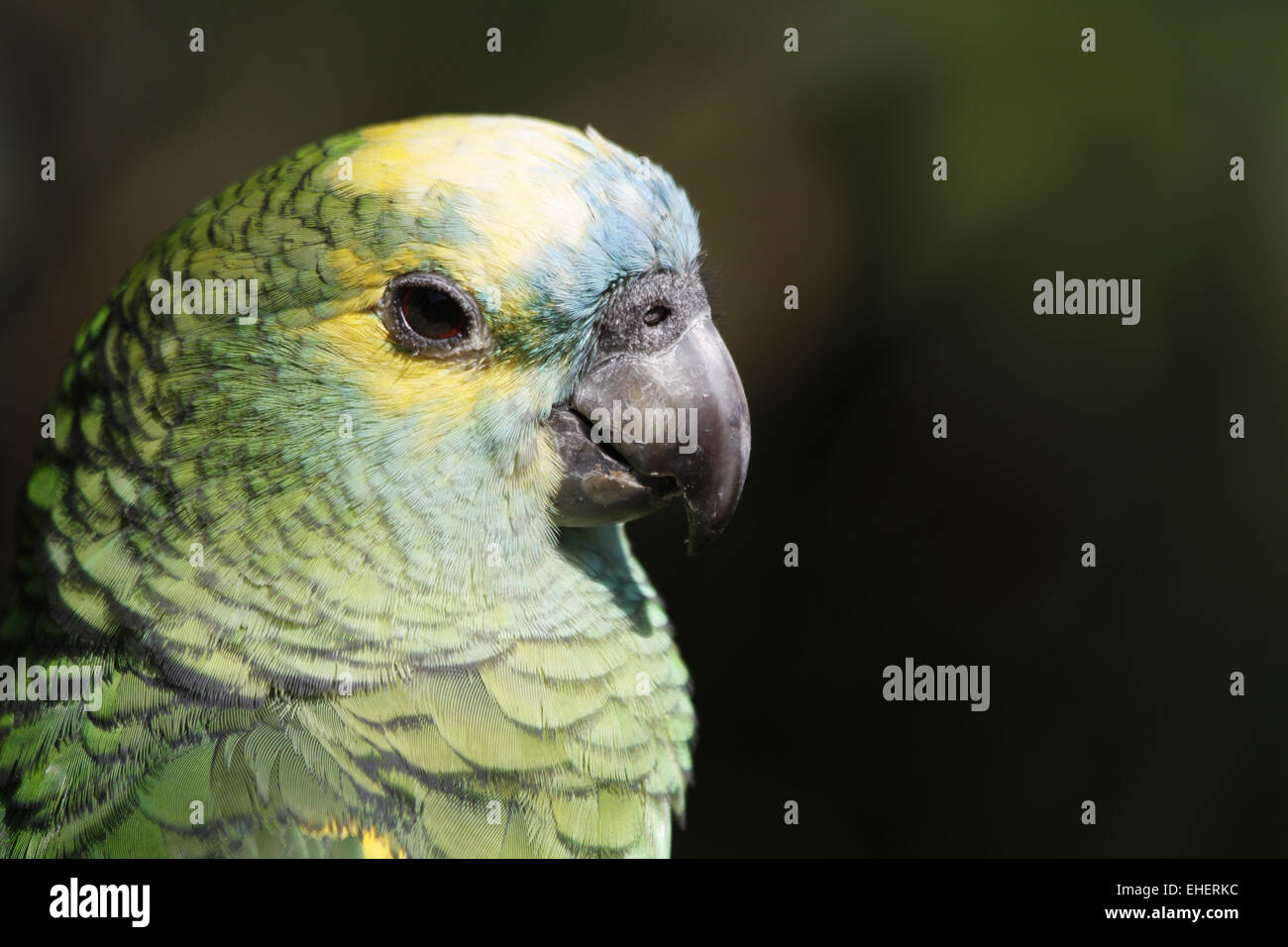Turquoise fronted amazon blue hi-res stock photography and images - Alamy