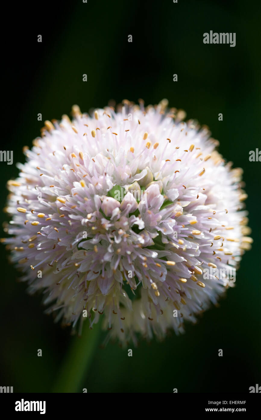 Onion flower bud hi-res stock photography and images - Alamy