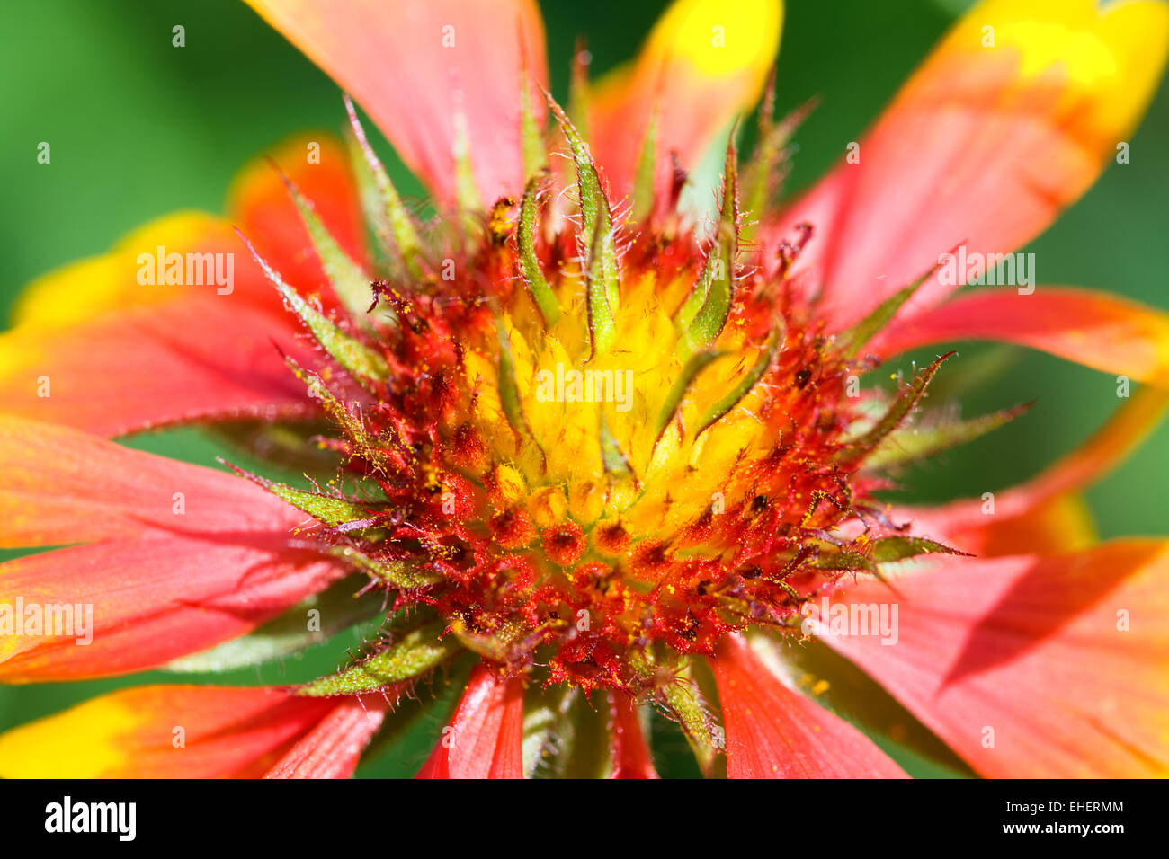 Red gailardia hi-res stock photography and images - Alamy