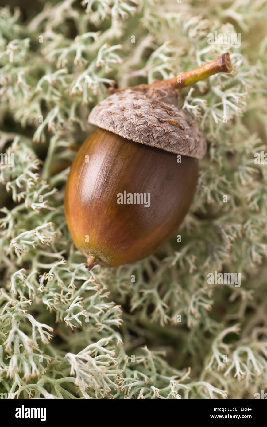 Brown acorn hi-res stock photography and images - Alamy
