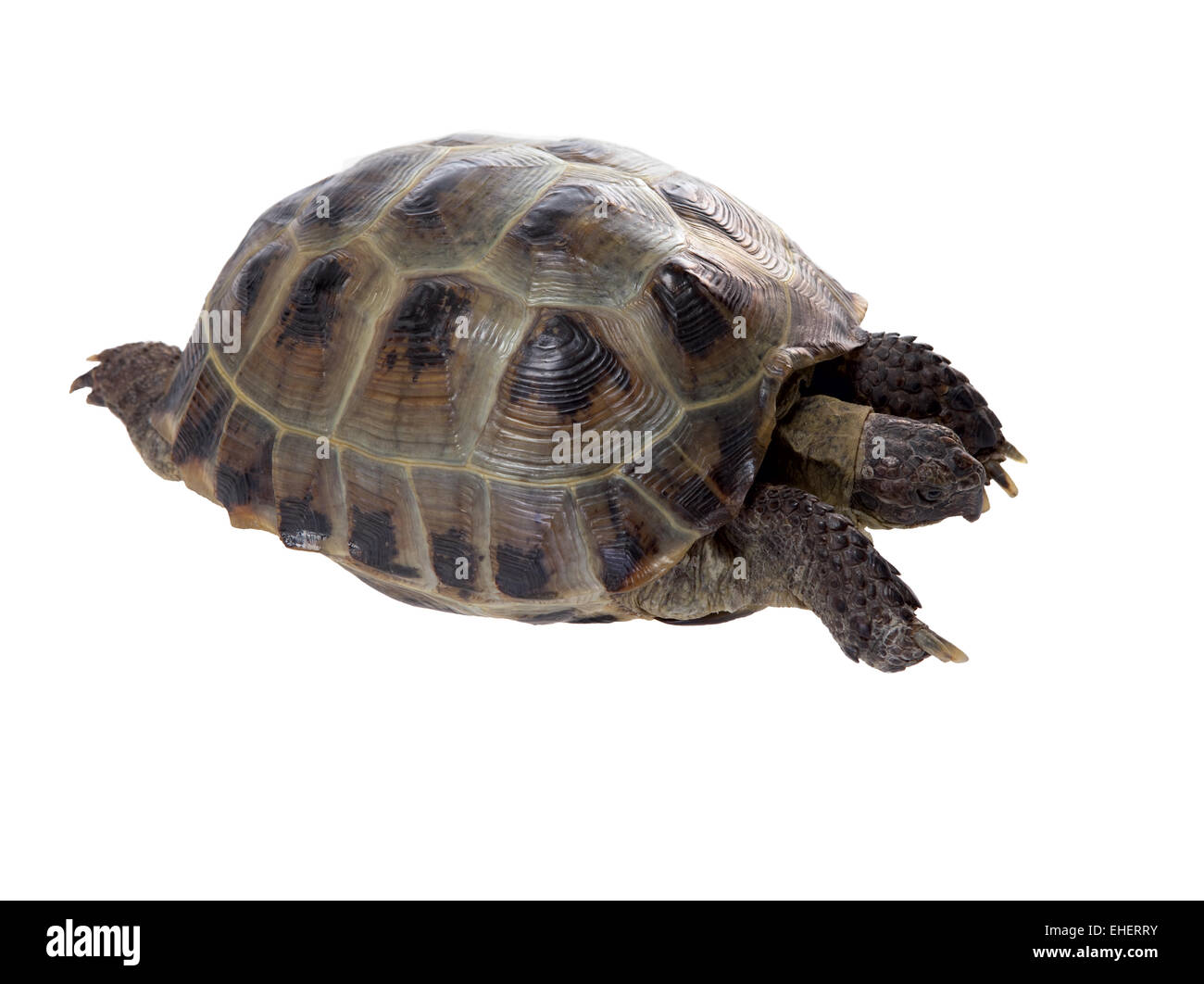 Studio tortoise hi-res stock photography and images - Alamy