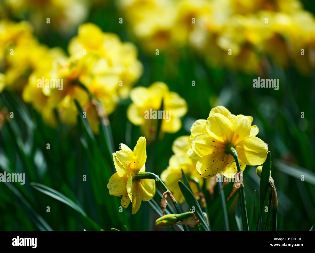 Lent season hi-res stock photography and images - Alamy