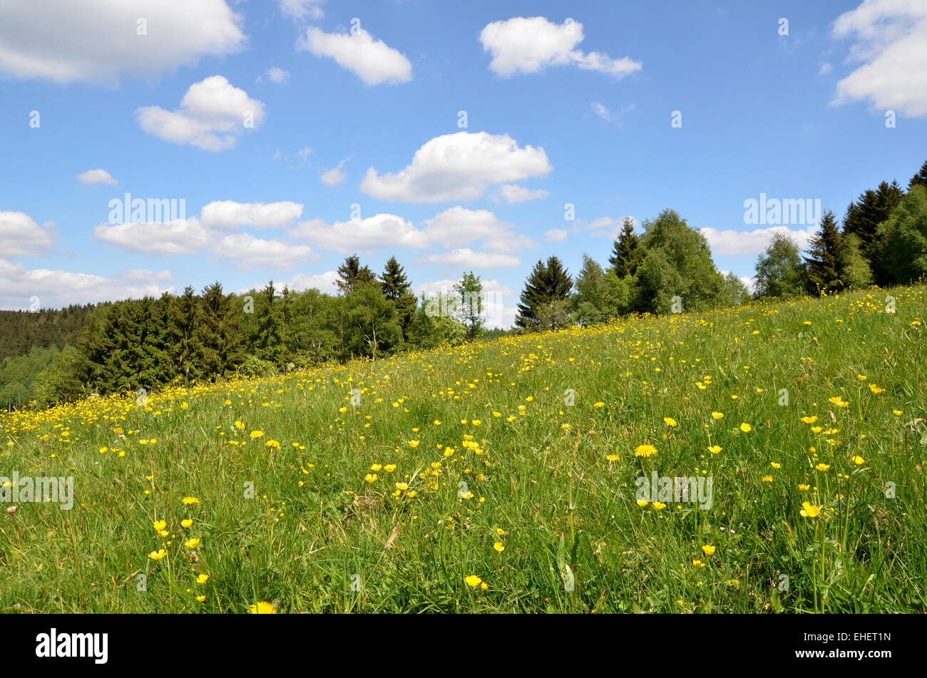 summer landscape sun Stock Photo - Alamy