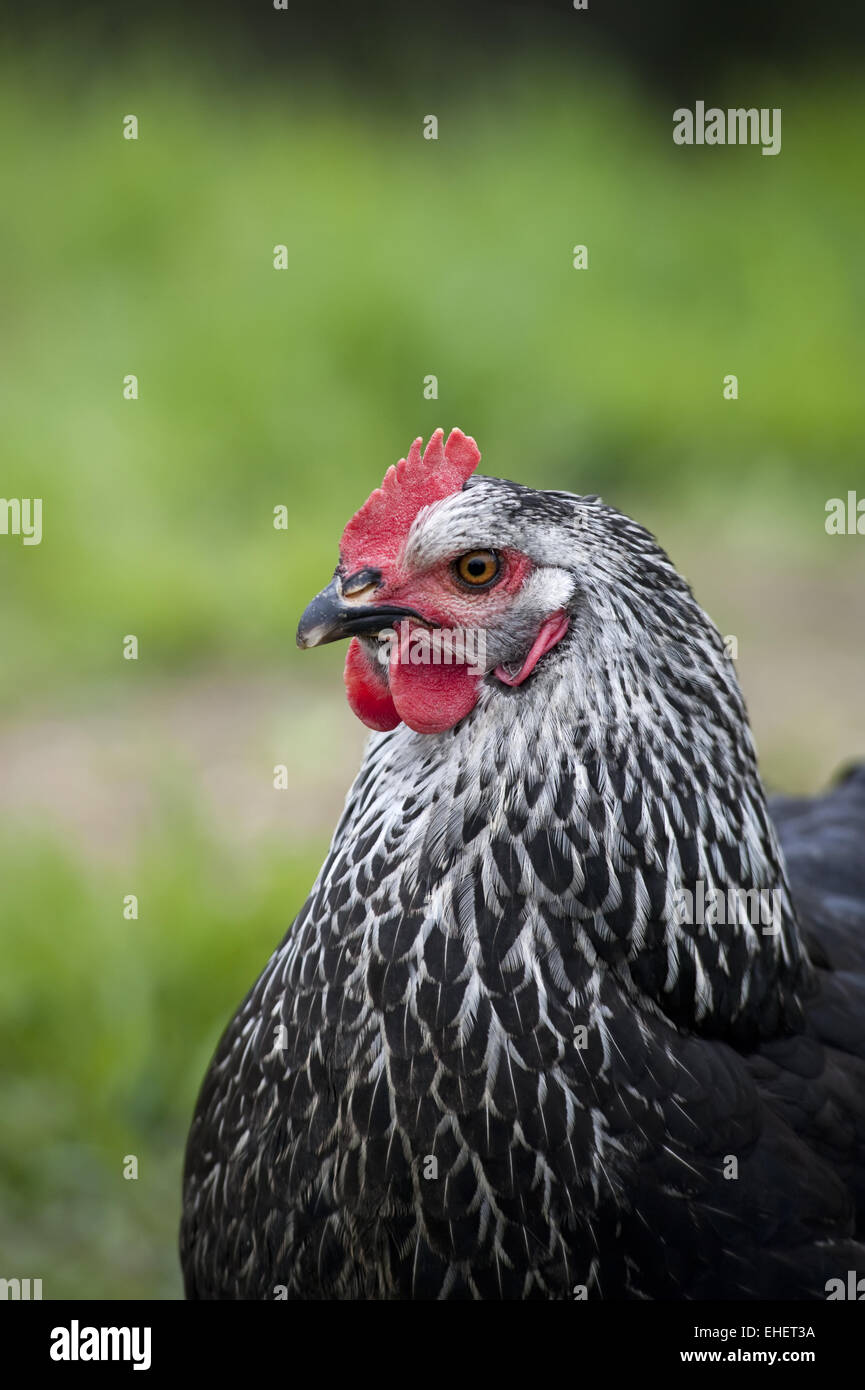 One black chicken hi-res stock photography and images - Alamy