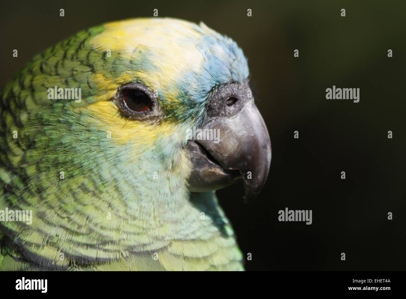 Amazon blue hi-res stock photography and images - Alamy