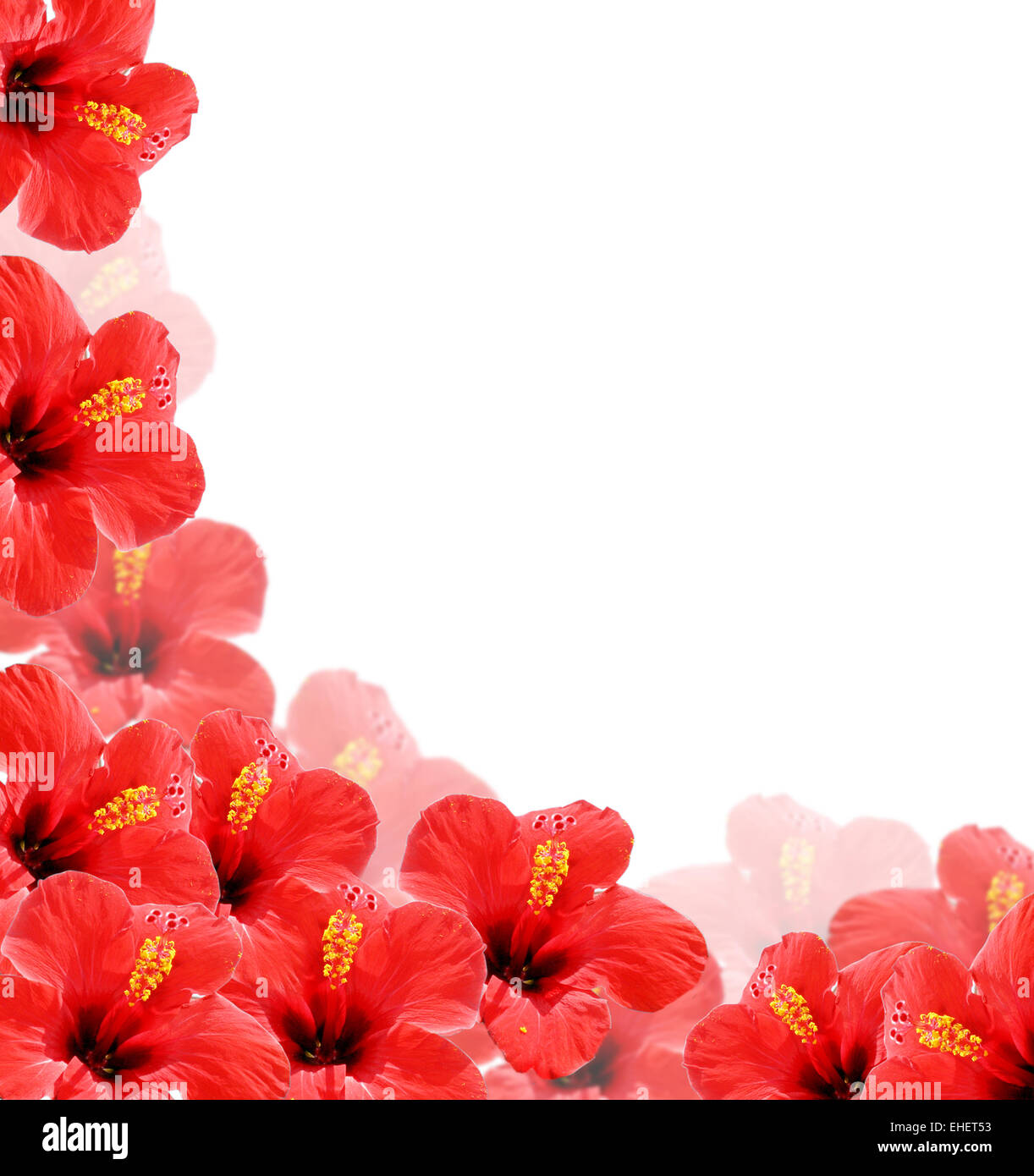 Beautiful floral background Stock Photo - Alamy