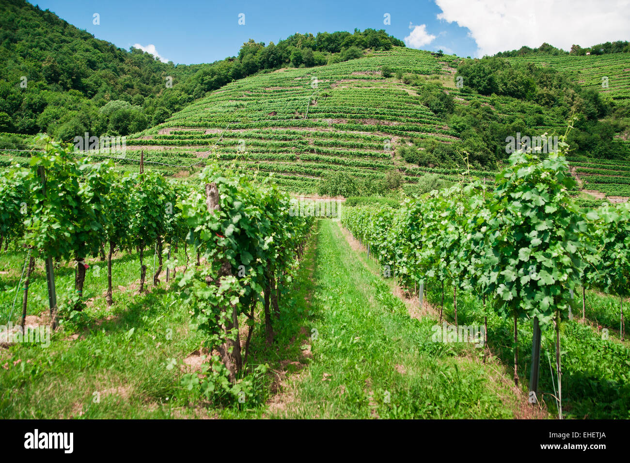 Vinery hi-res stock photography and images - Alamy