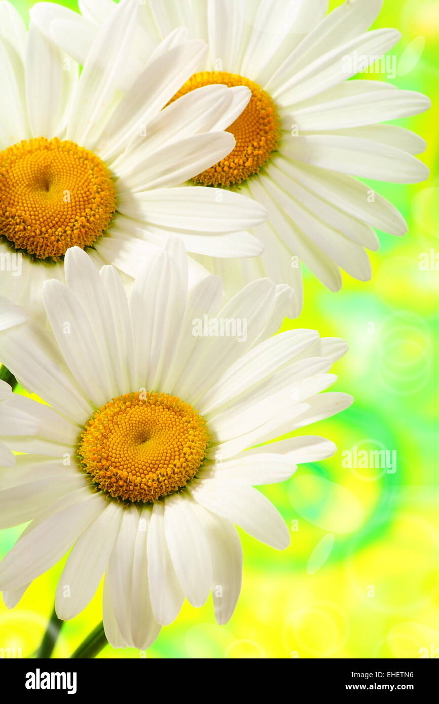 Three daisies closeup Stock Photo - Alamy