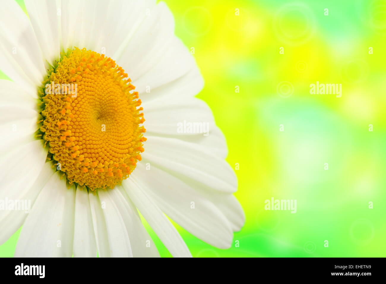 Plant on white background close up hi-res stock photography and images ...