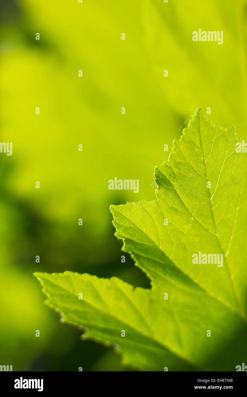 Abstract of green leaf hi-res stock photography and images - Alamy
