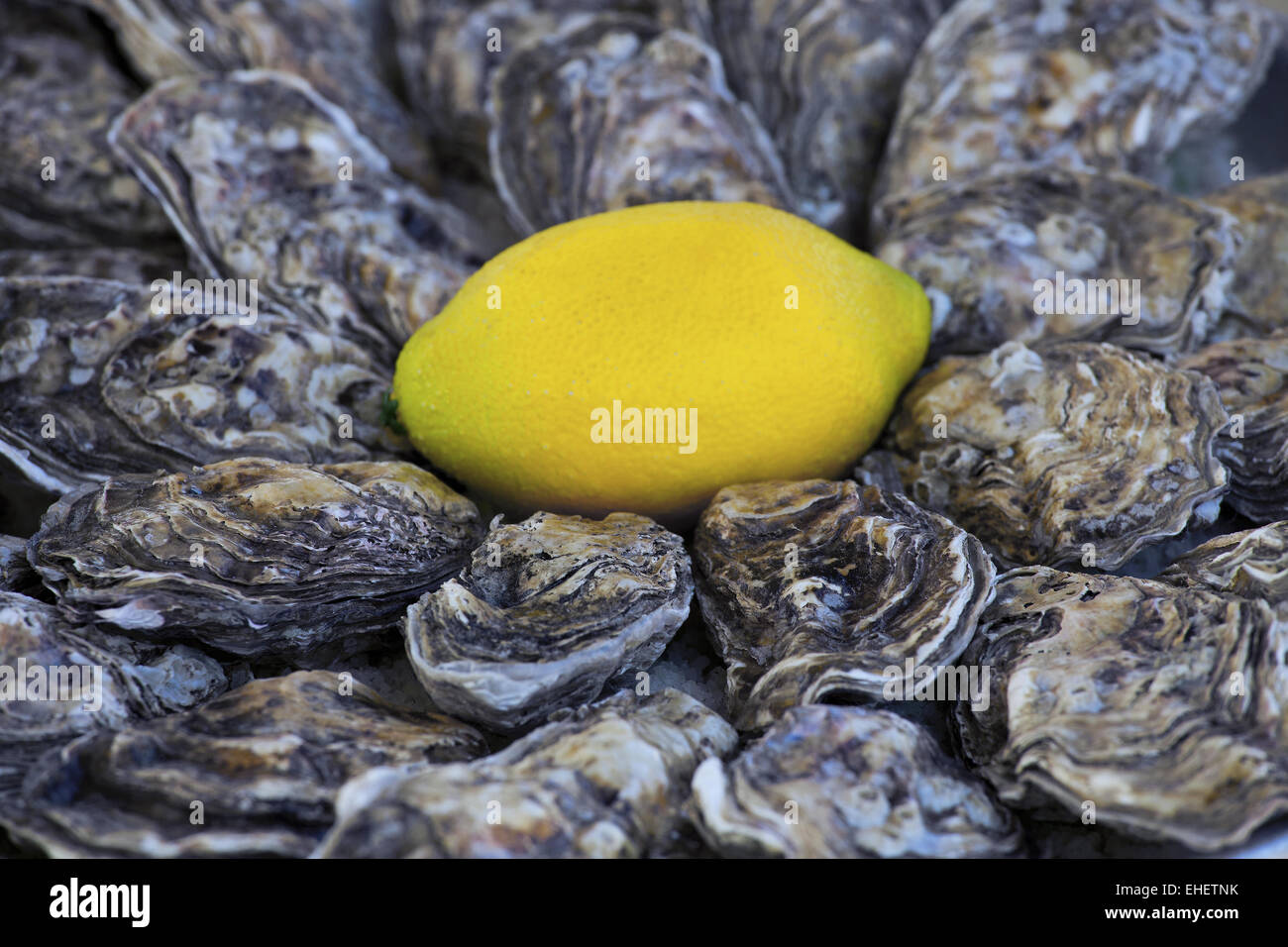 Oysters Texture High Resolution Stock Photography and Images - Alamy