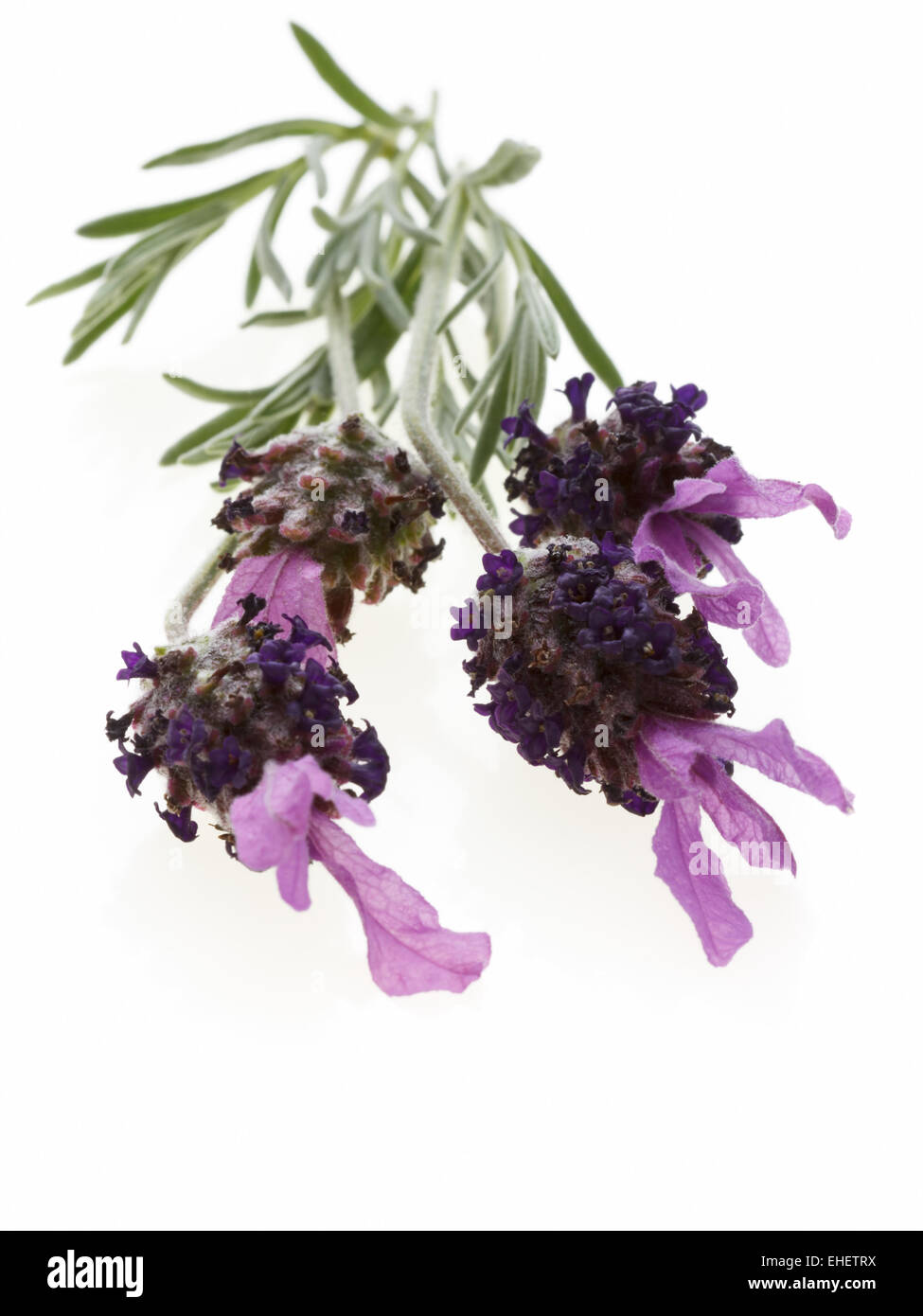 Isolated fresh Lavender Stock Photo - Alamy