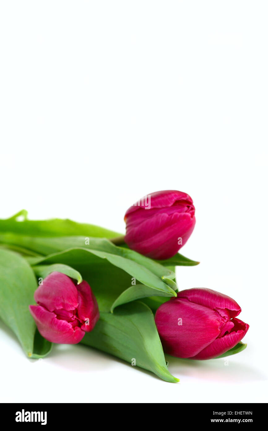 Beautiful white pink tulips Cut Out Stock Images & Pictures - Alamy