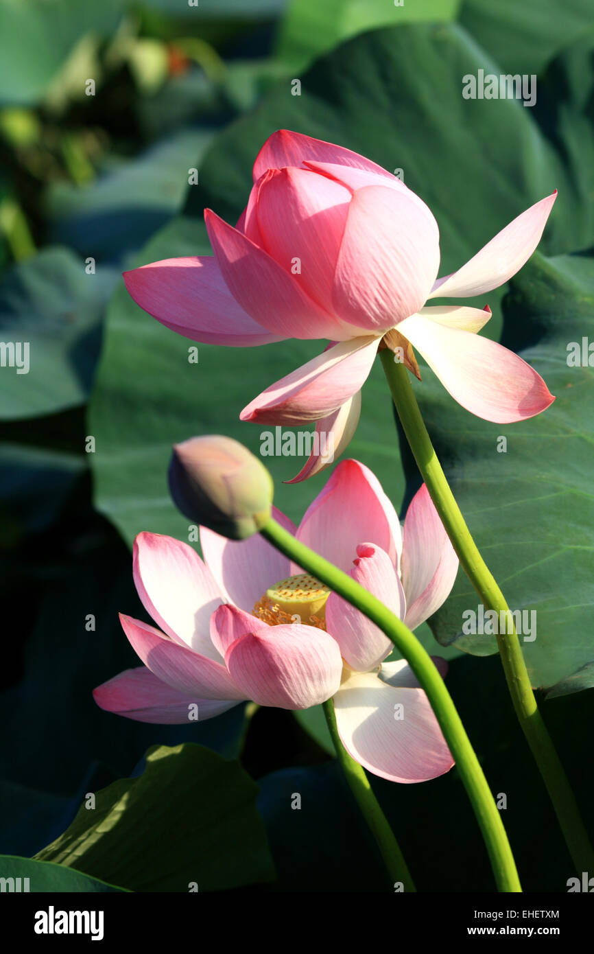 Red sacred lotus water lily hi-res stock photography and images - Alamy