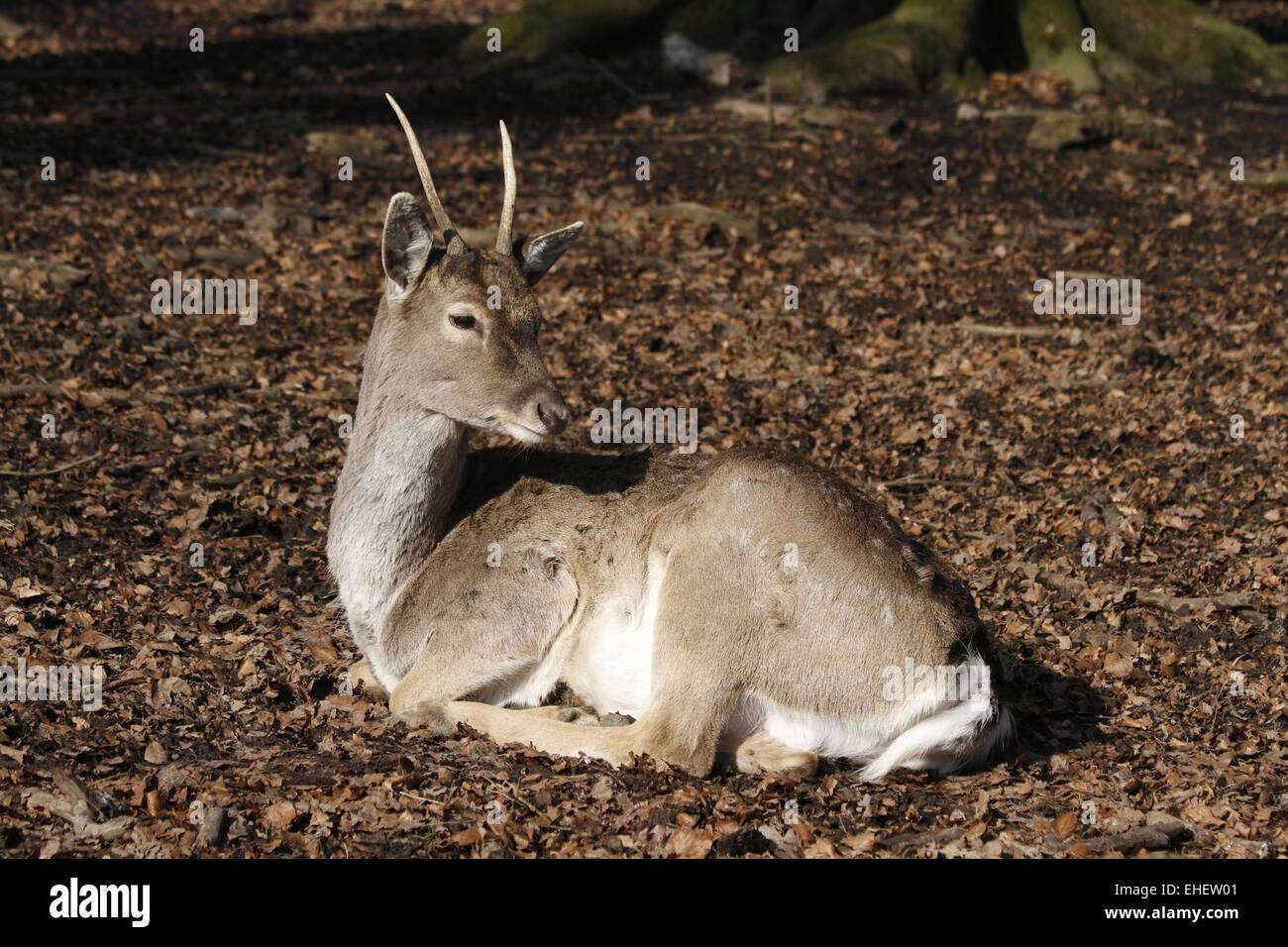 Brocket deer hi-res stock photography and images - Alamy