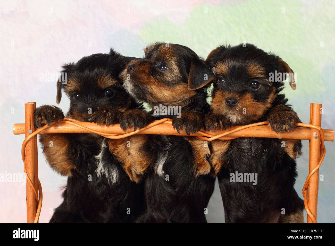 Three puppies Yorkshire terrier Stock Photo - Alamy
