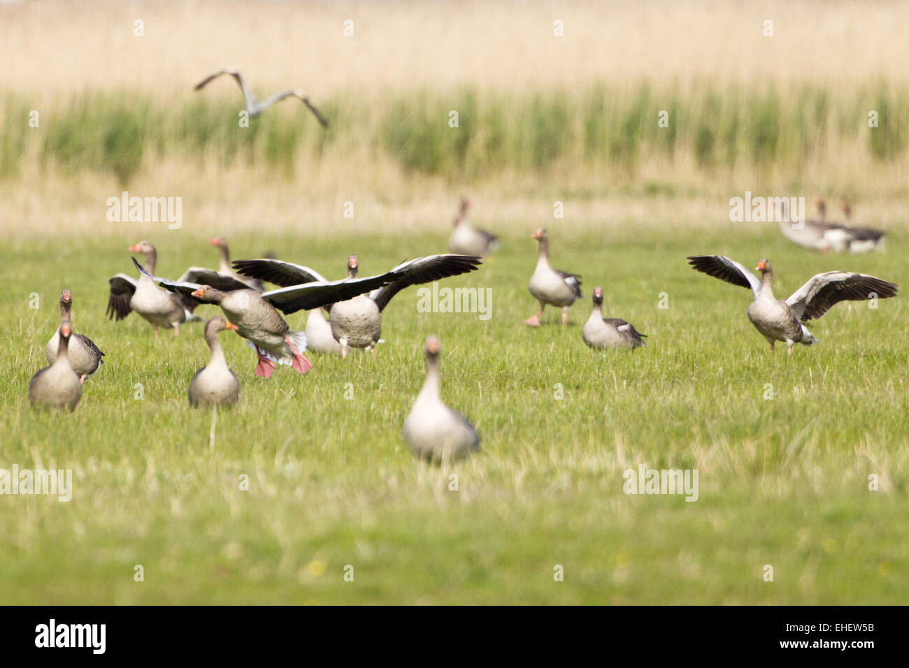 Goose giblets hi-res stock photography and images - Alamy