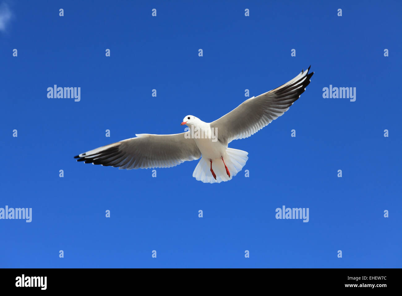 Seagull in front of the blue sky Stock Photo - Alamy